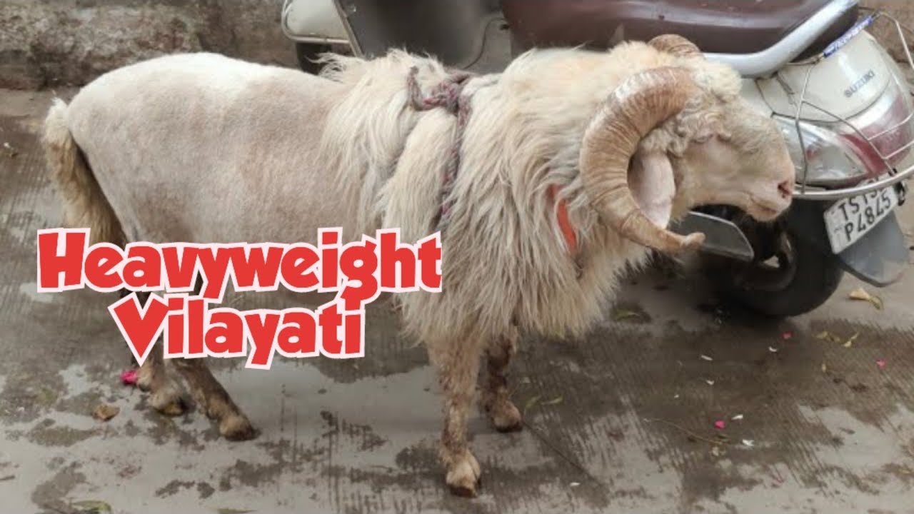 Heavyweight Vilayati Sheep in Hyderabad Tappa chabutra | Healthy ...