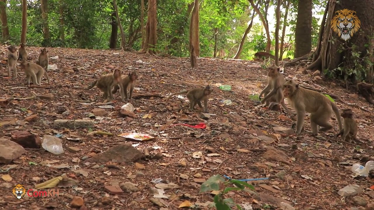 Monkey video. Prank Monkey vs Fake Snake. How Monkey Live & For In ...