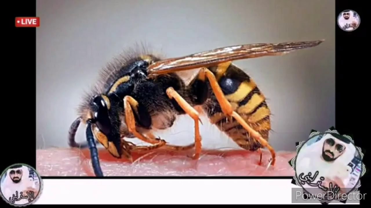 !A MUST WATCH VIDEO! DEADLY INSECTS KILLING PEOPLE, OVER 100,000 LIVES ...