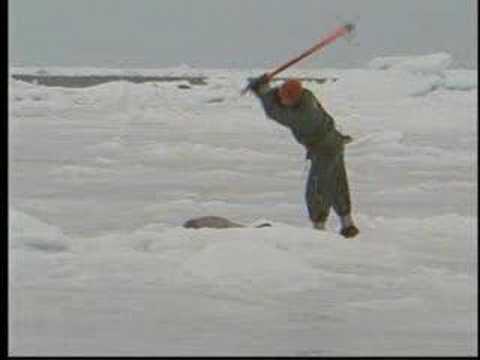 Canada's Brutal Annual Seal Hunt Begins - YouTube