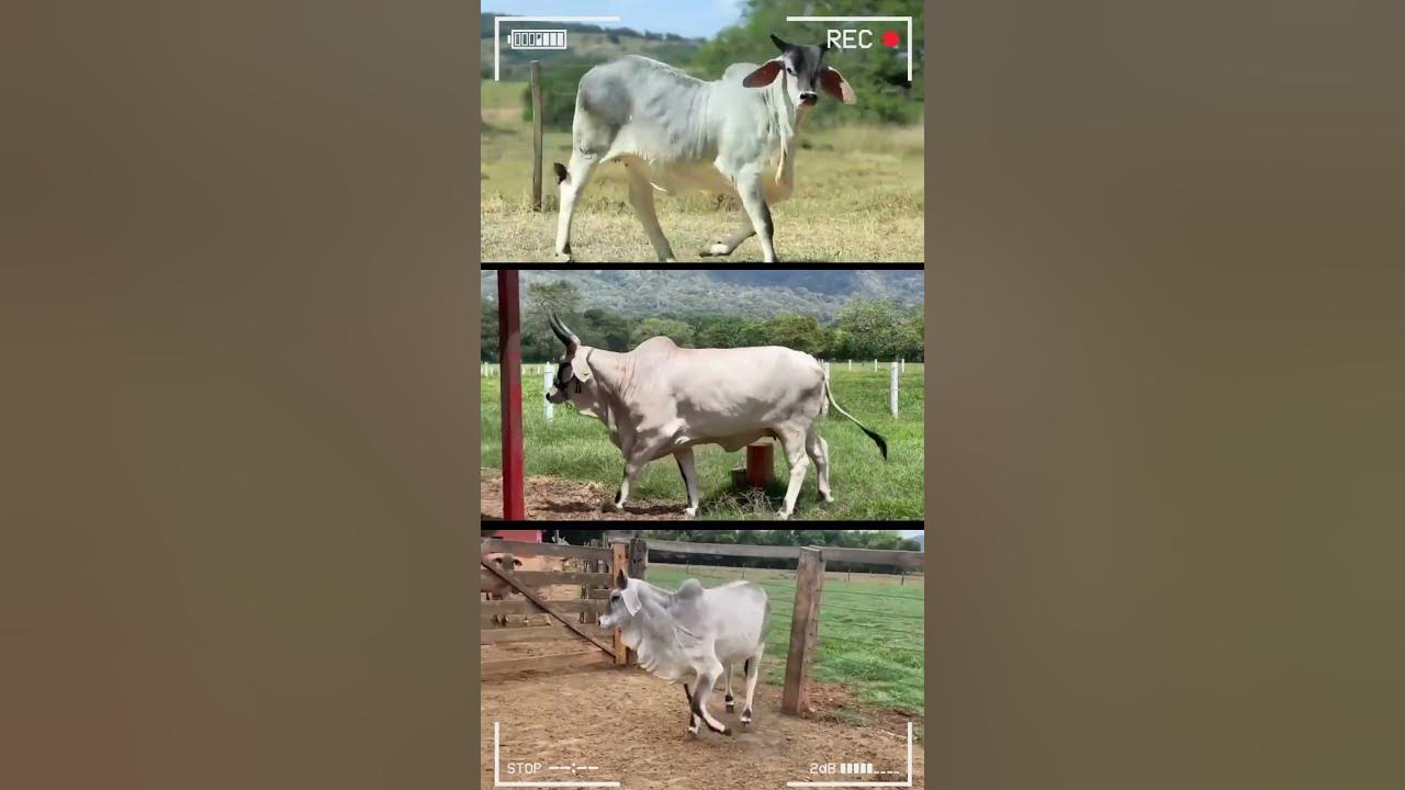 🔴 GUZERAT CATTLE BREED Biggest Bulls And Cow #bulls #cows #guzerat - YouTube