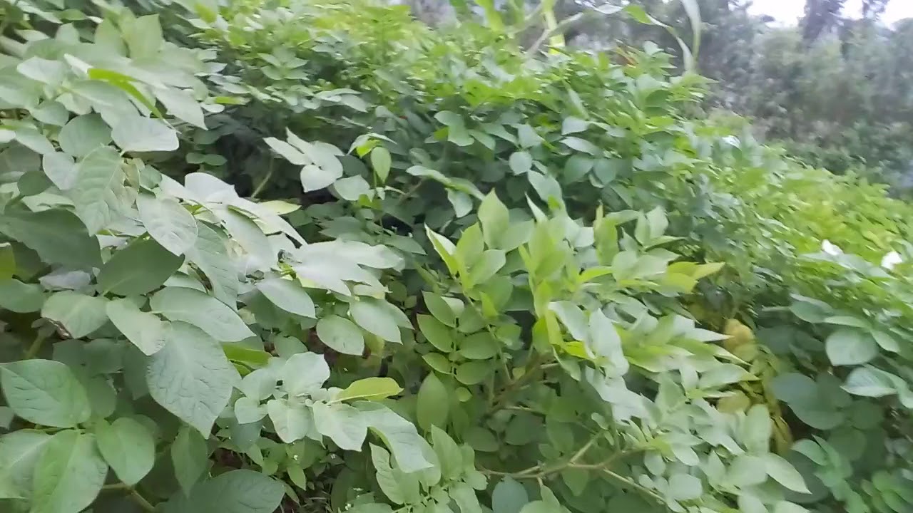 JINSI VINAVO LIMWA VIAZI ULAYA - YouTube