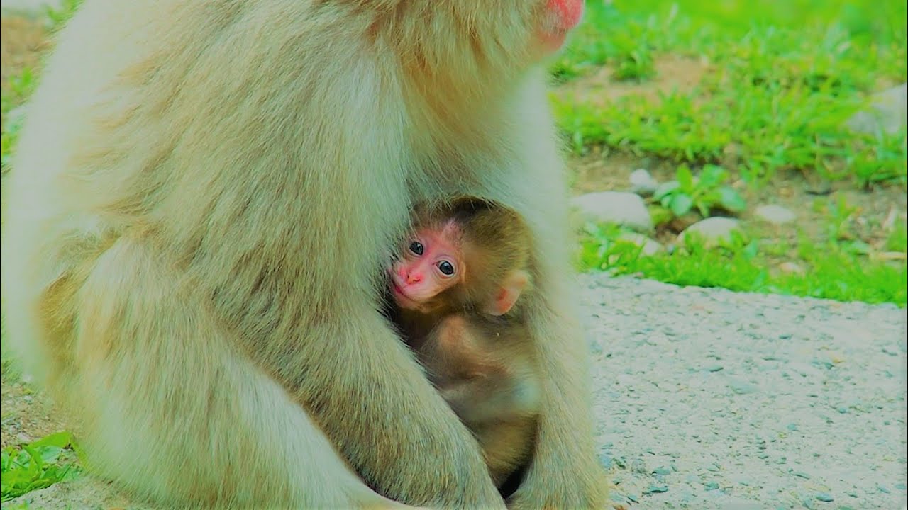 『We've found our brother macaque monkeys, who are good friends! I'm ...