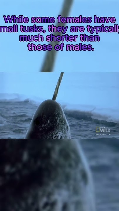 Narwhals the Unicorn of the sea - YouTube