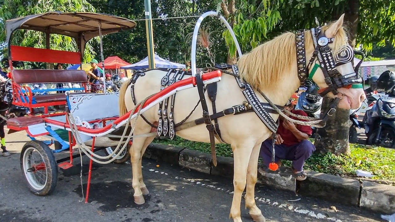 KUDA - NAIK DELMAN | LAGU NAIK DELMAN ISTIMEWA KUDUDUK DIMUKA - kuda delman indonesia - YouTube
