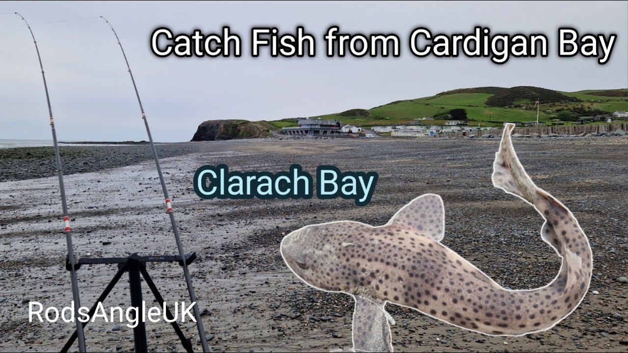 Catch Fish from Cardigan Bay: CLARACH BAY - YouTube