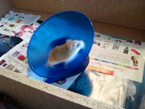 The World's Fastest Hamster - YouTube
