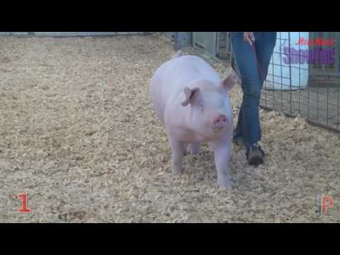 JP and Showtec Chester White Breeding Gilts