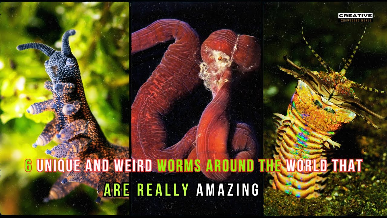 6 Unique And Weird Worms Around The World That Are Really Amazing - YouTube