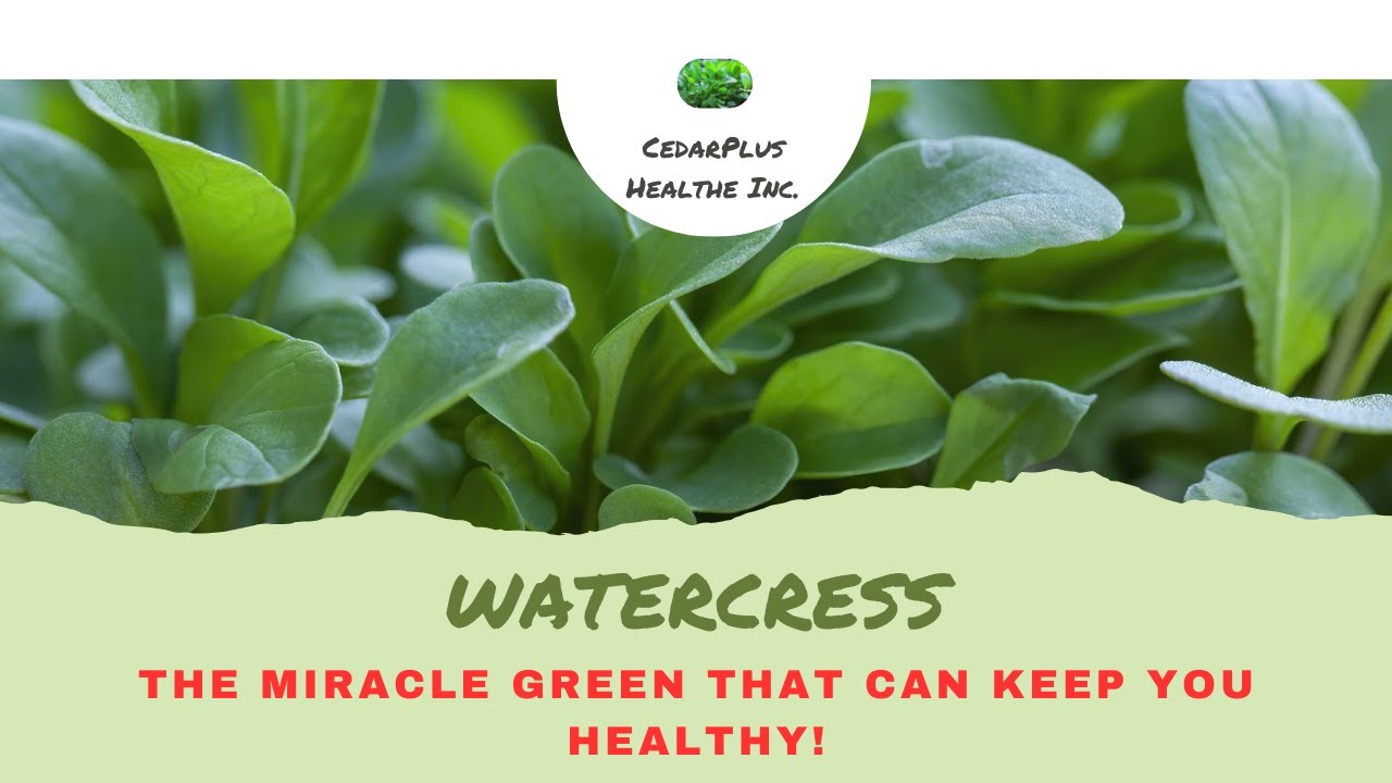 Eat Watercress, Stay Healthy: Surprising Benefits You Need to Know ...