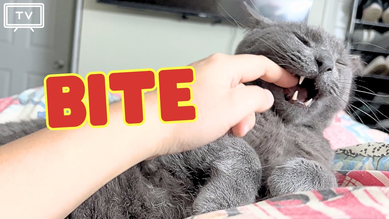 Biting Cats & Fighting Cats 😼No Good Kitty Videos - YouTube