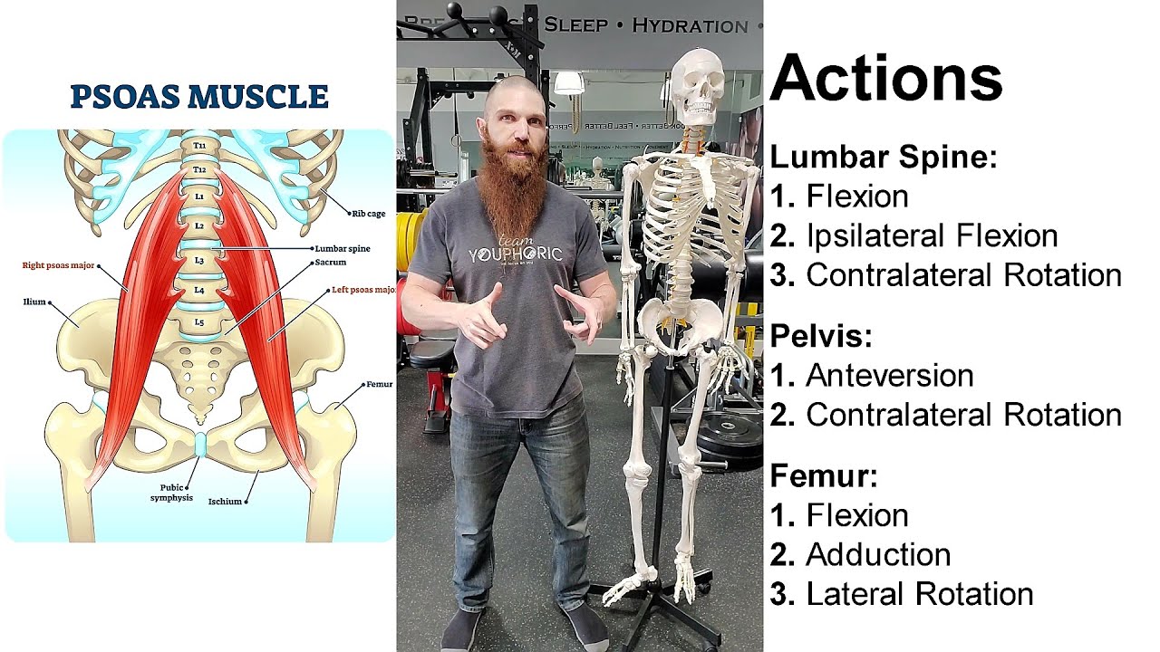 THE PSOAS MAJOR MUSCLE: Skeletal Anatomy, Muscular Anatomy, Nerve ...