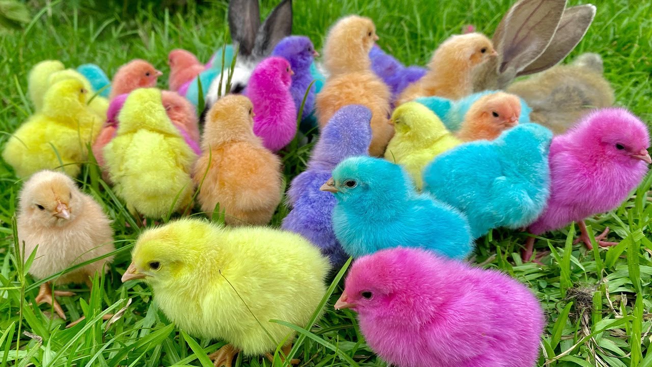 Catch cute chickens colorful ,multicolored chicken , ,cute chick ...