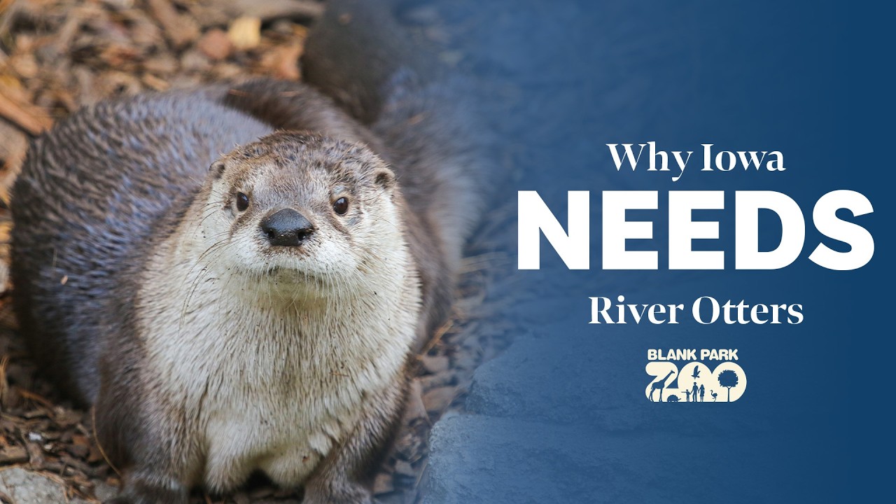 Why Iowa NEEDS River Otters | Blank Park Zoo - YouTube