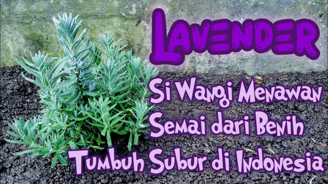 Menanam Bunga Lavender | Ternyata Bisa Tumbuh Subur di Nusantara ...