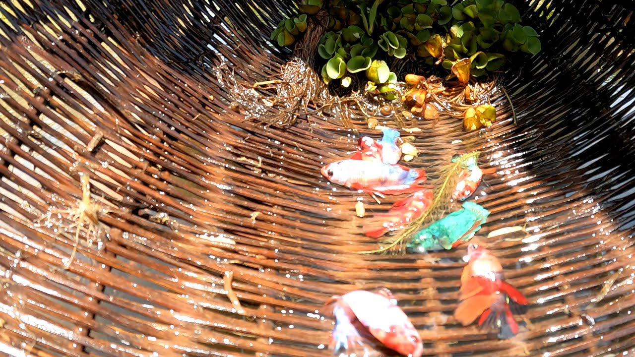 Unbelievable Hand Fishing!a Lady Catch up lot of Beautiful Betta Fish ...