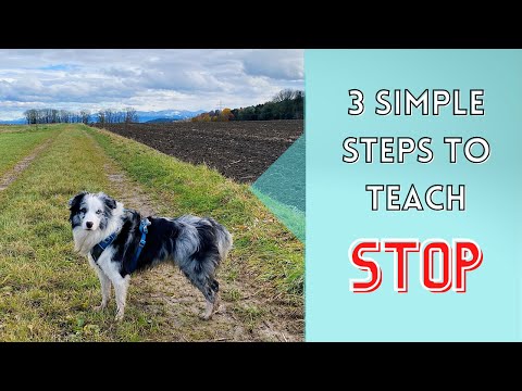 How to Teach Your Dog an EMERGENCY STOP / WAIT / freeze in place! (Essential Off-Leash Commands #3)