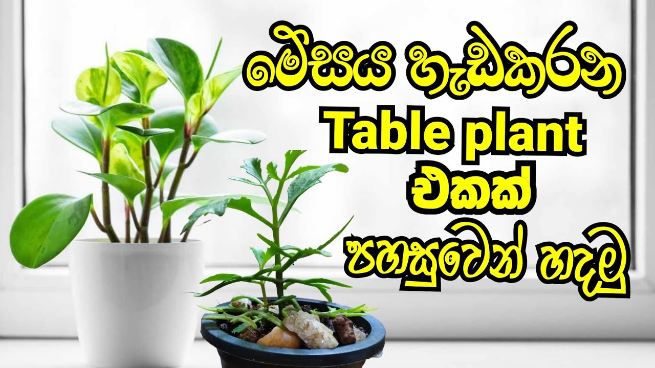 මේසේ හැඩකරන table plant එකක් පහසුවෙන් ගෙදරදීම හදාගමු |ගොවි ගෙදර govi ...
