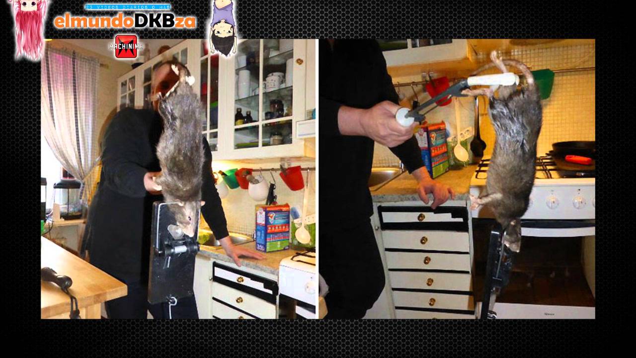 IMPRESIONANTE RATA 40 cm. INVADE INGLATERRA (RATZILLA) | elmundoDKBza ...