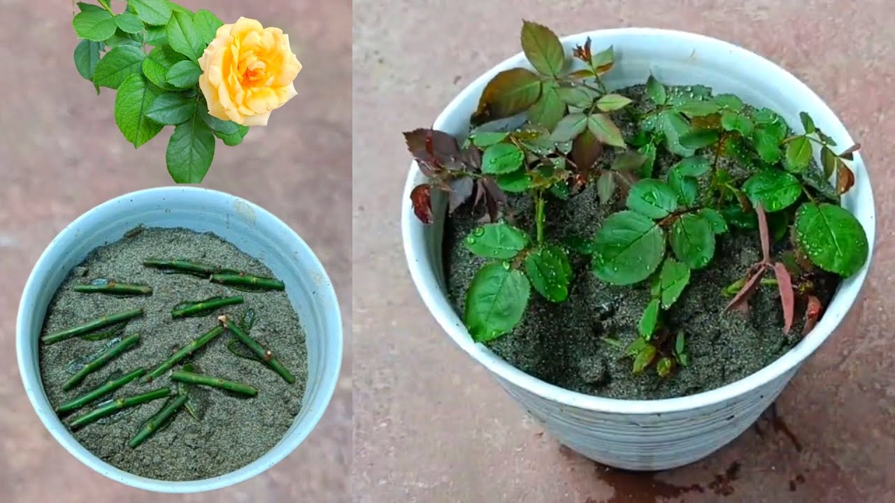 Best Natural Rooting Hormone For Propagate Rose From cutting - YouTube