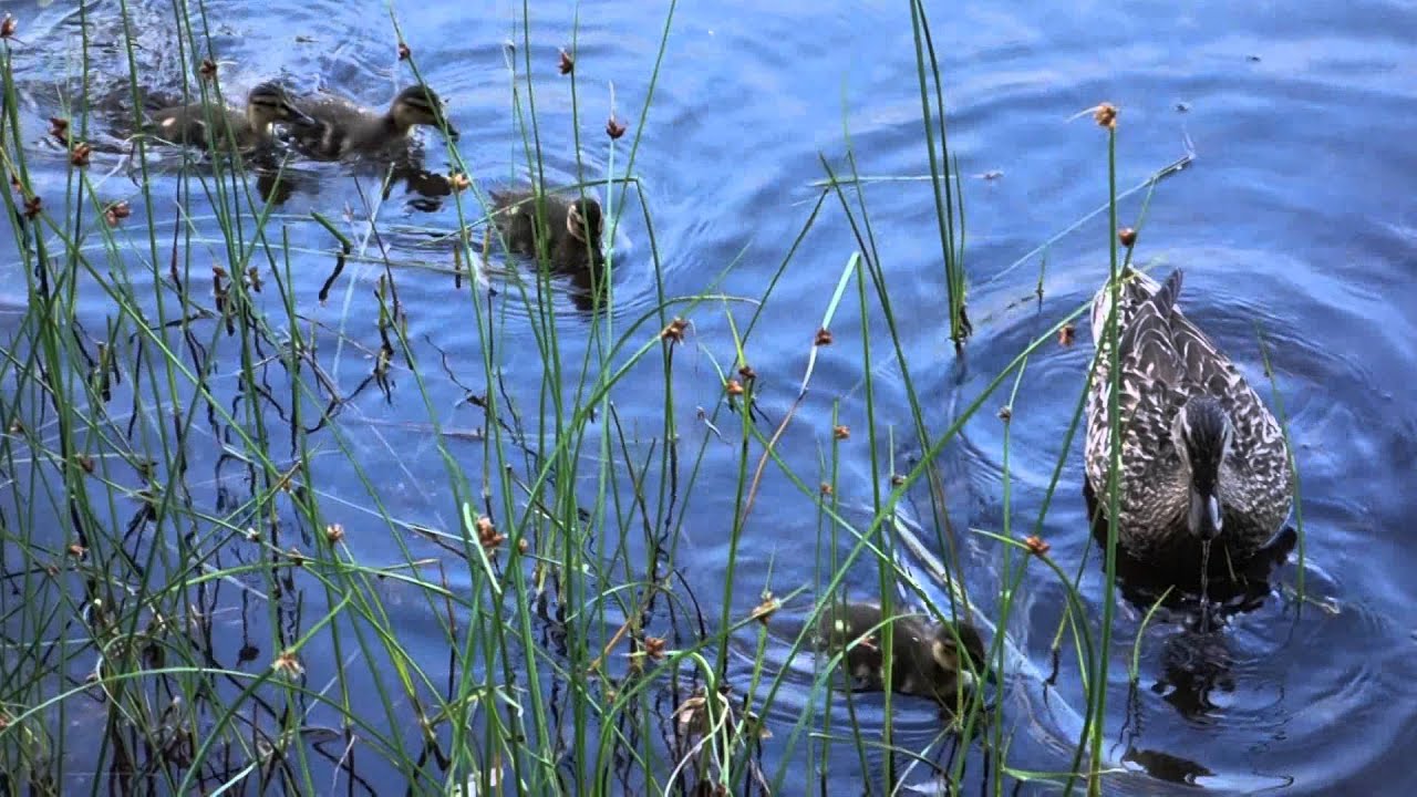 Duck Lake (Hampton Ponds State Park, Westfield, MA, USA) - YouTube