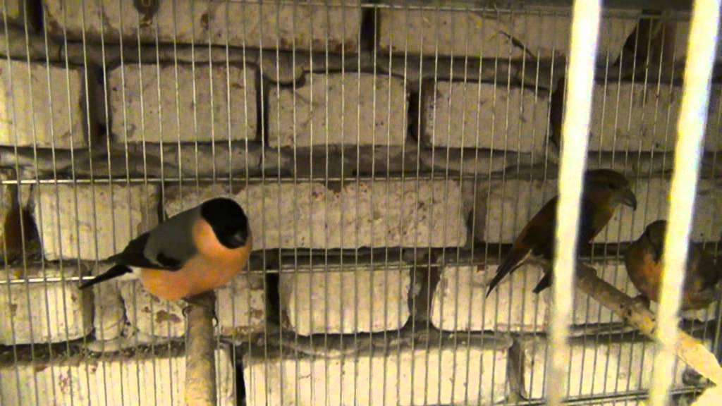 mugurari +forfecute 2.mpg - YouTube