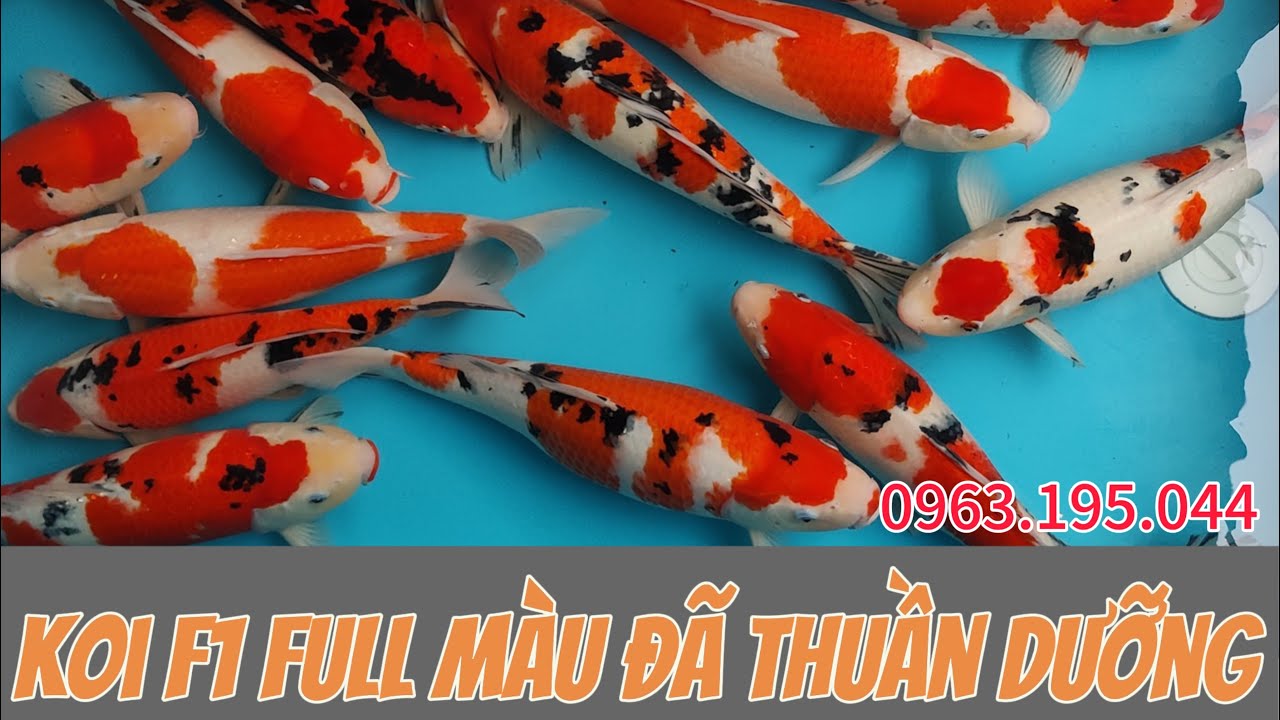 Koi F1 full size đủ màu, đủ biểu 10-45cm. Đã thuần dưỡng tại trại ...