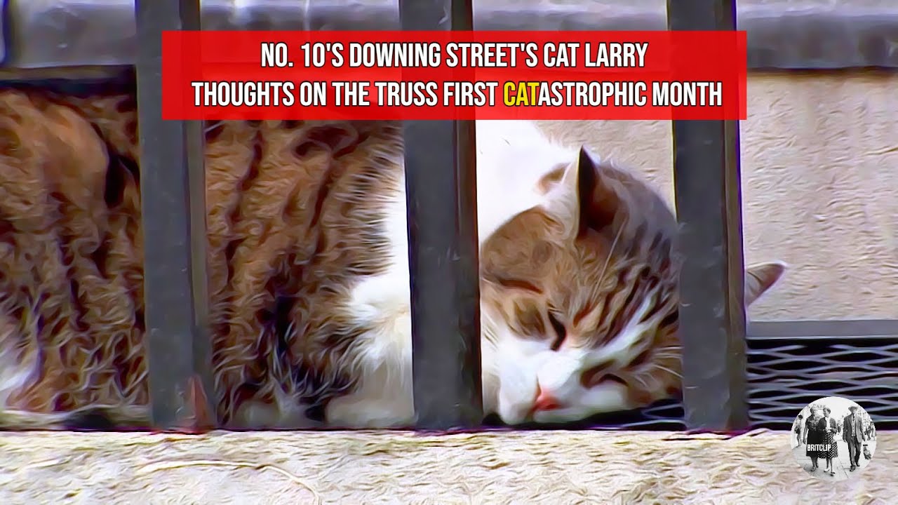 No. 10's Downing Street's Cat Larry thoughts on the new PM Liz Truss ...