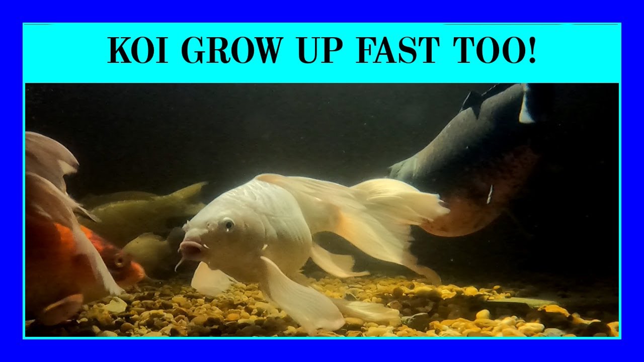 Episode 91 - How Long Does It Take For Koi Fish To Get Huge? (And why ...