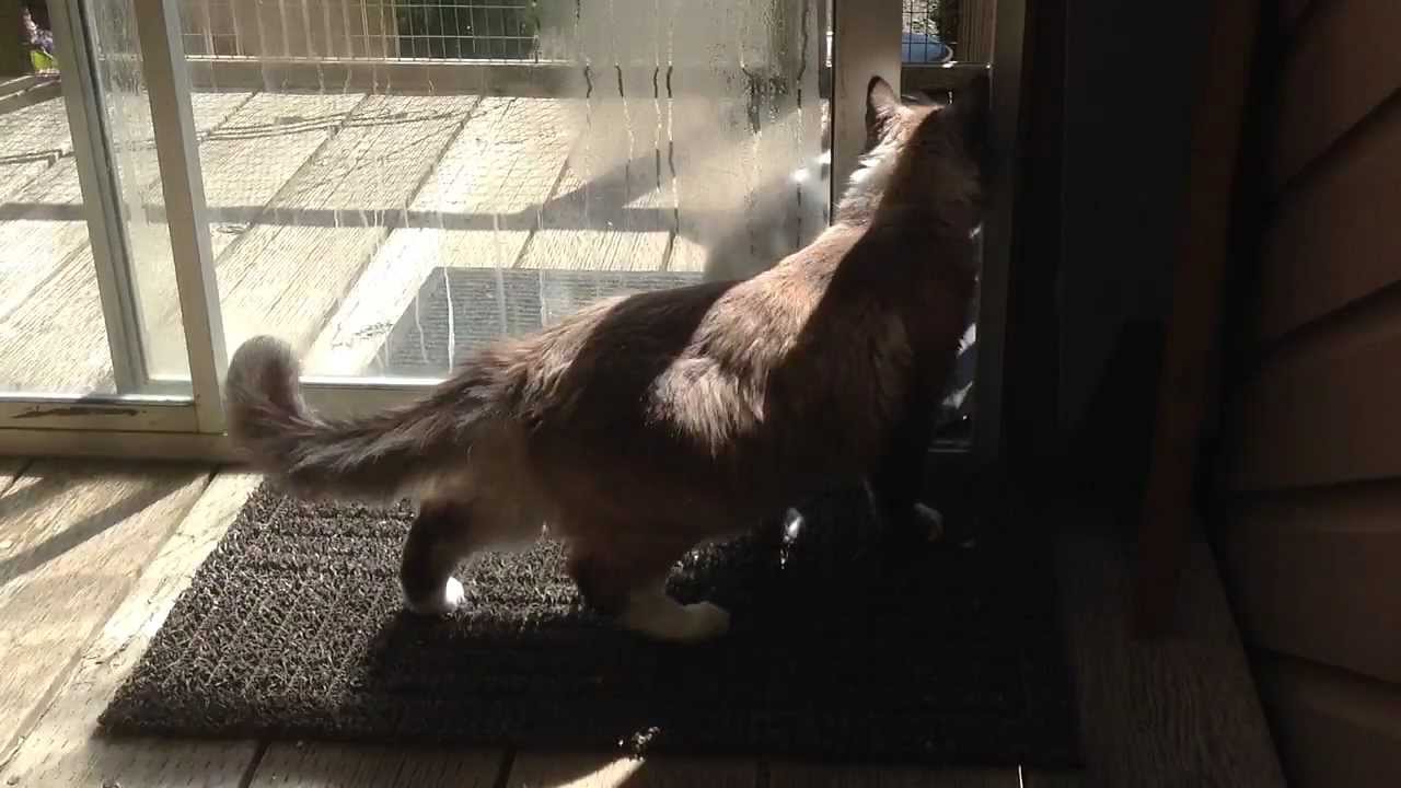 Proof Cats Can Use Tools - YouTube