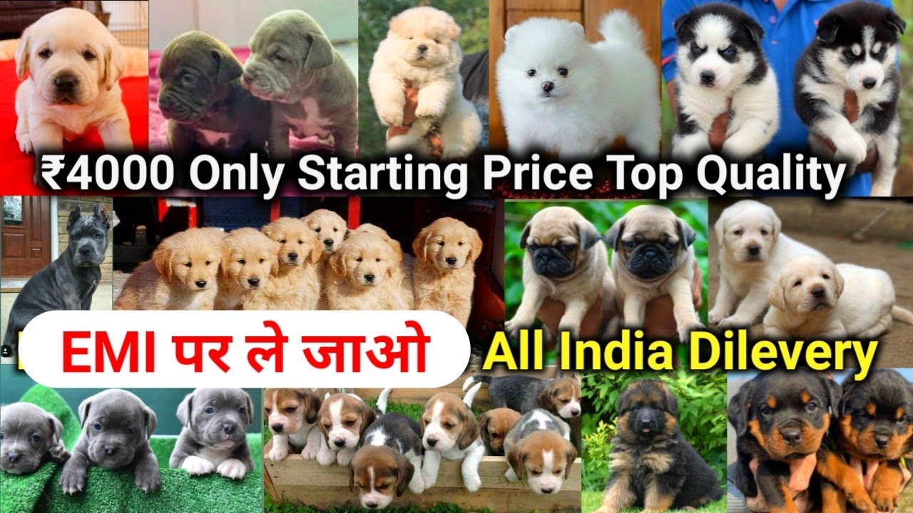 All Dog Puppies Cheapest Rate Available | Bumper Sale ₹999 Dog Starts ...
