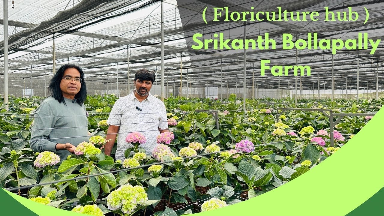 (Floriculture hub)Srikanth BollapallyFarm #flowers #farm #karnataka - YouTube