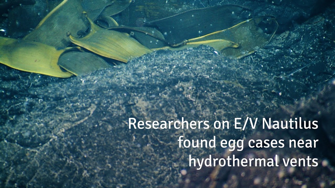 Deep-Sea Skates Incubate Eggs Near Hydrothermal Vents | Nautilus Live ...