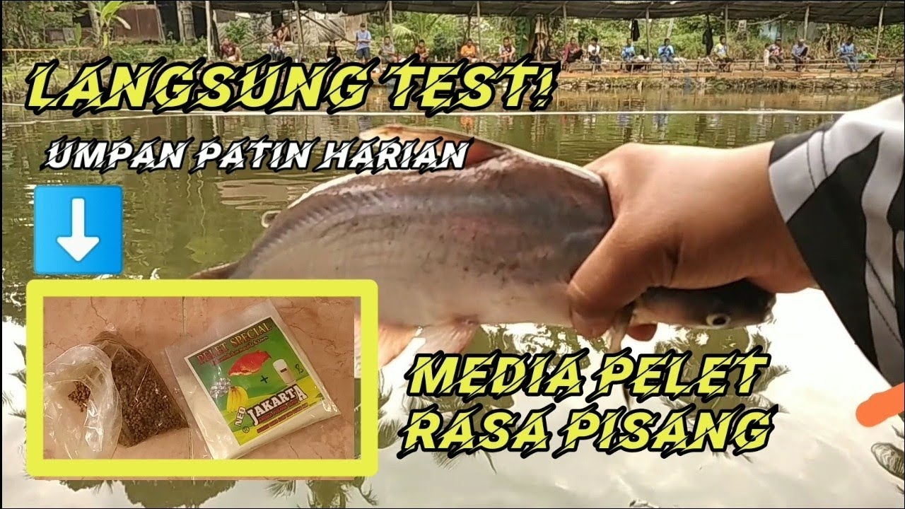 LANGSUNG TEST || Umpan Patin Paling Jitu Media Pelet 781- || Umpan ...