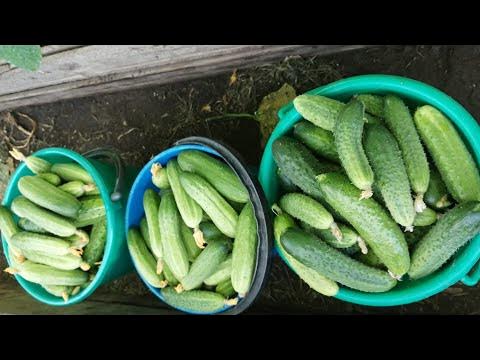 Самые продаваемые сорта огурцов от разных производителей. - YouTube