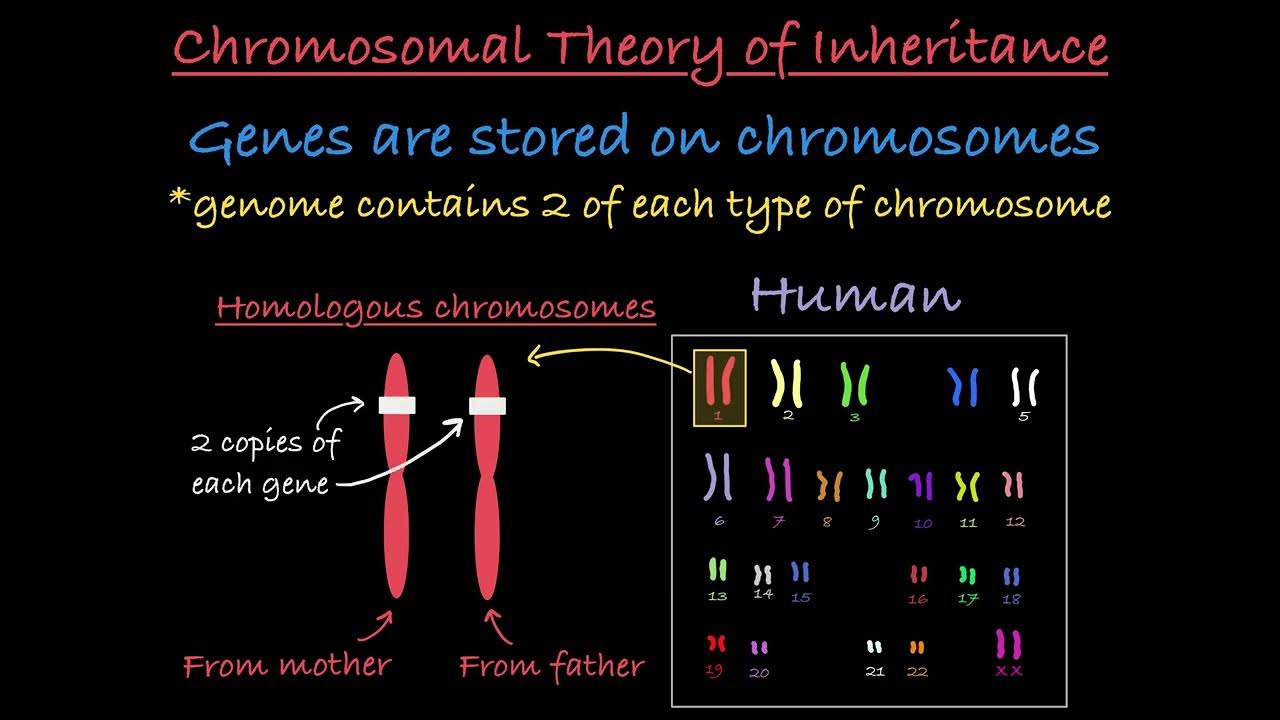 Chromosomal Theory of Inheritance Explained - YouTube