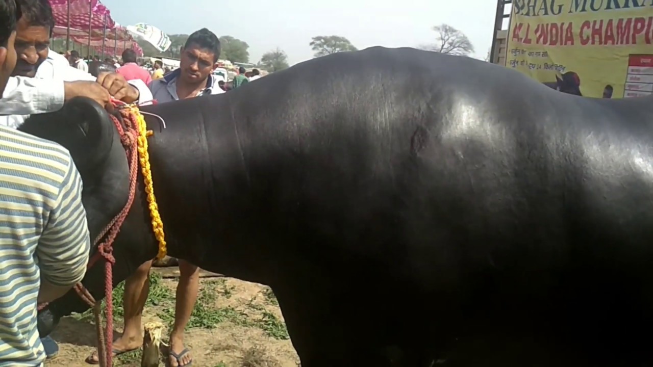 Arjun kungar a famous murrah bull / jind pasu mela - YouTube