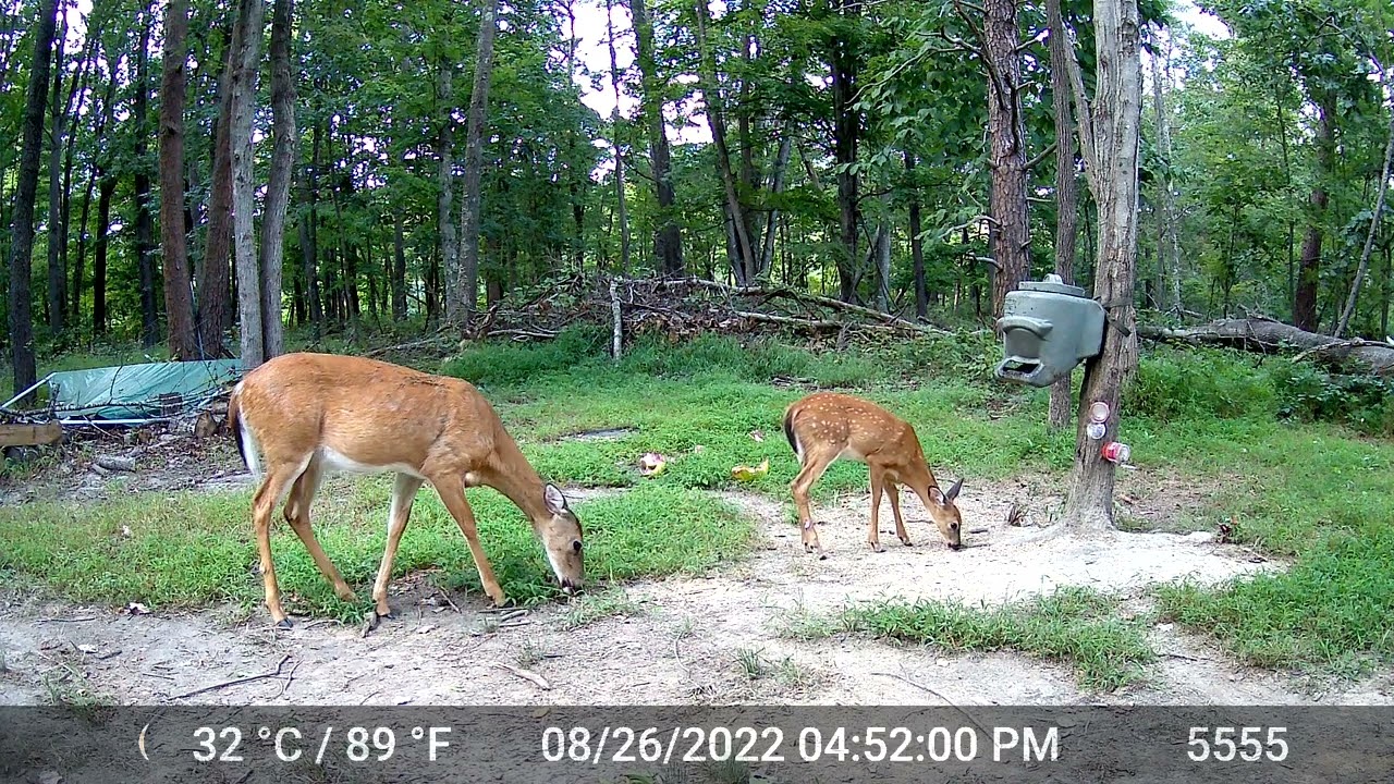 8 26 22 FAWNS ARE GROWING FAST - YouTube