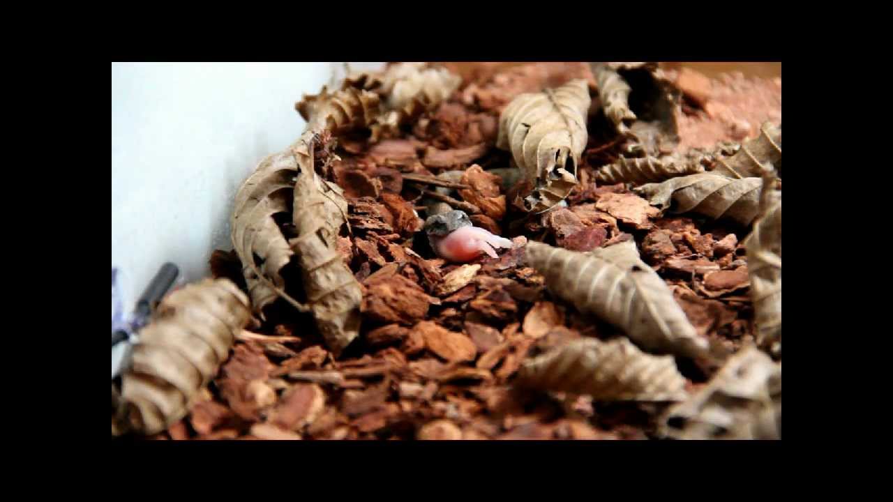 Acanthophis hawkei (Barkly Tableland Death Adder) Strike and Feeding ...
