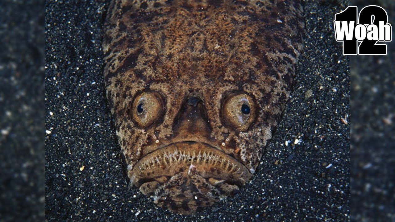 12 Most Creepy Deep Sea Creatures - YouTube