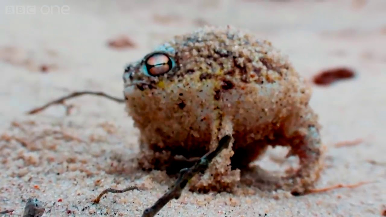 very angry frog tvoyadevushka - YouTube