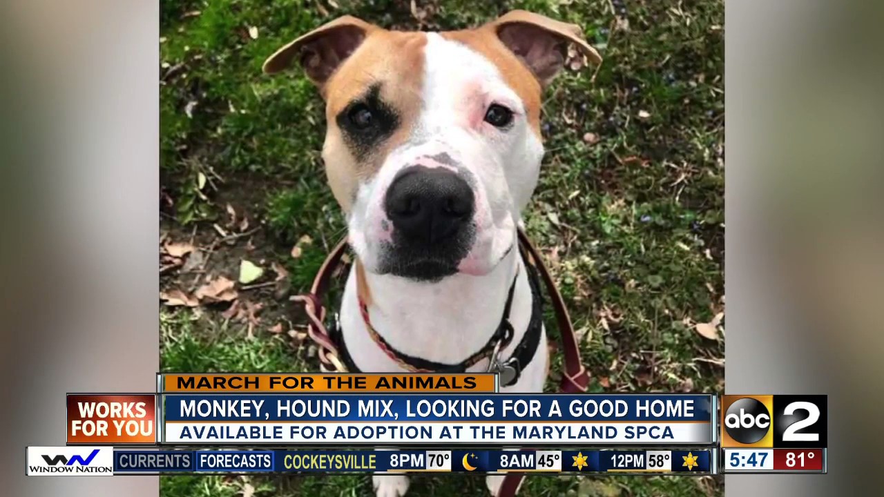 Monkey Mixed With A Dog