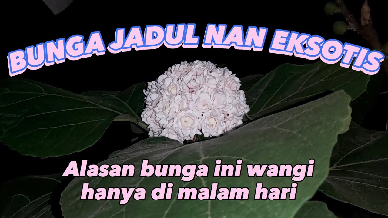 Mengenal Bunga Menur Atau Melati Hutan (Clerodendrum chinense) - YouTube