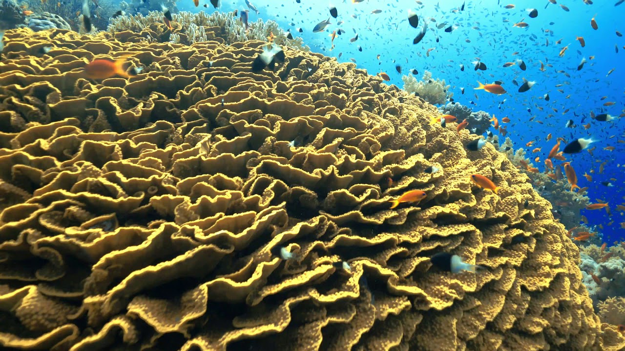 Red Sea Triangle - YouTube