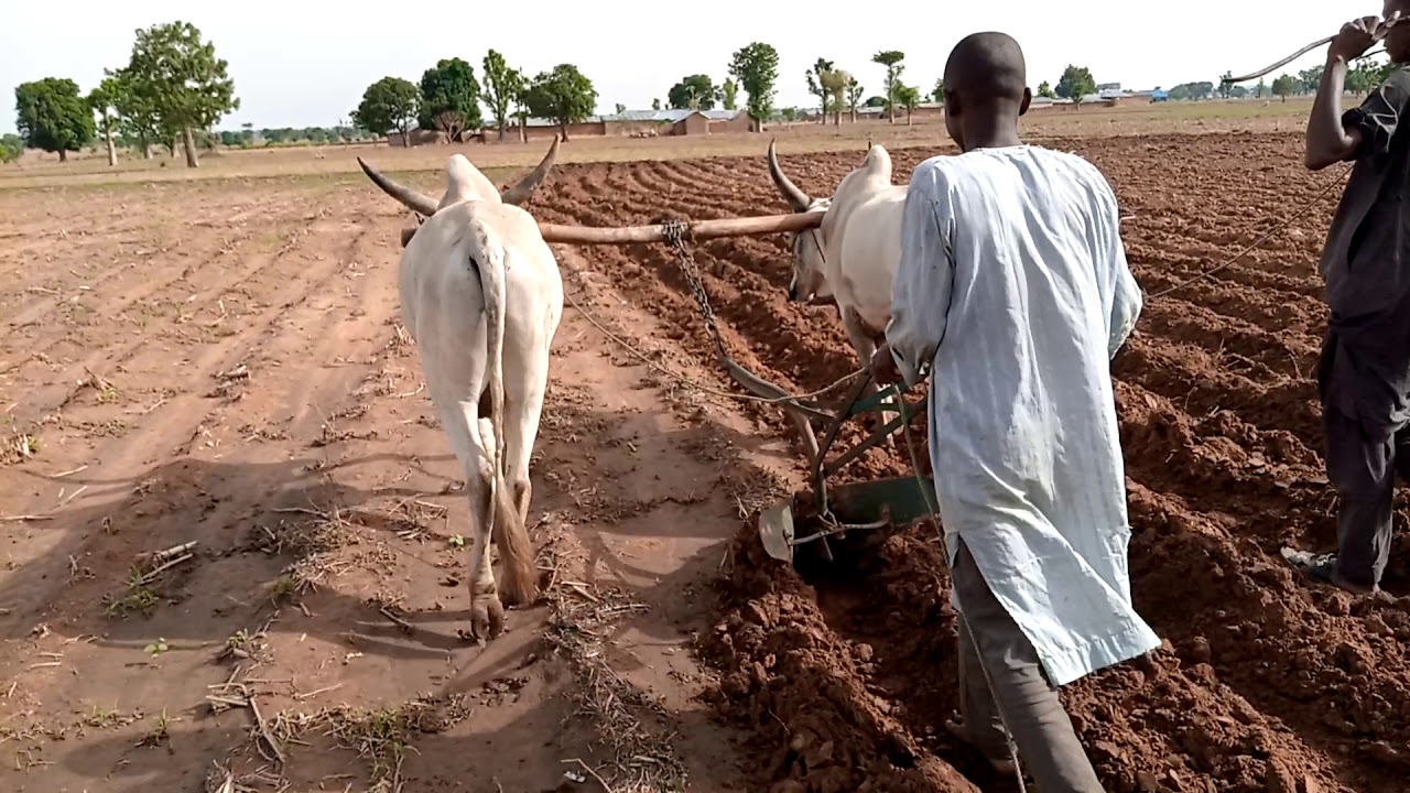 How ridges are being made using cattles - YouTube