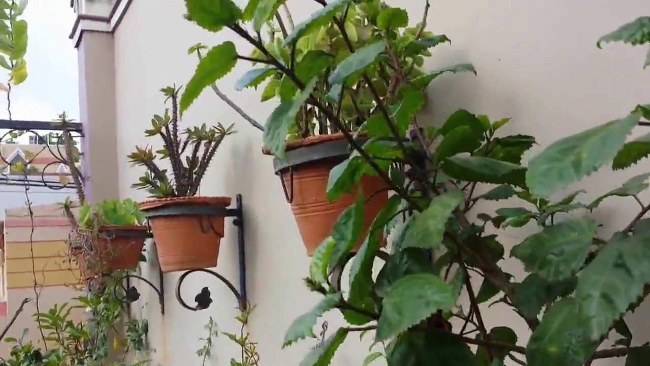 How to make beautiful wall mount tree pot/ hanging wall planting garden ...