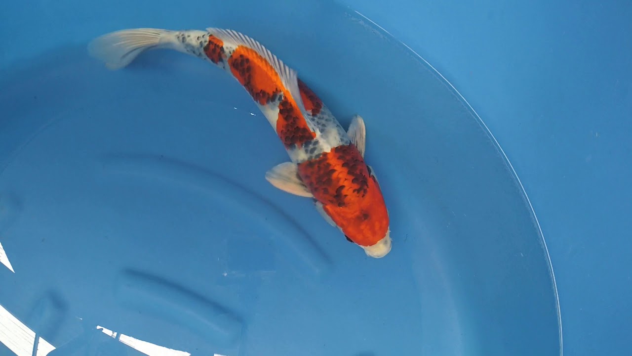 Konishi Kin Showa 47cm (DSC 2881) - YouTube