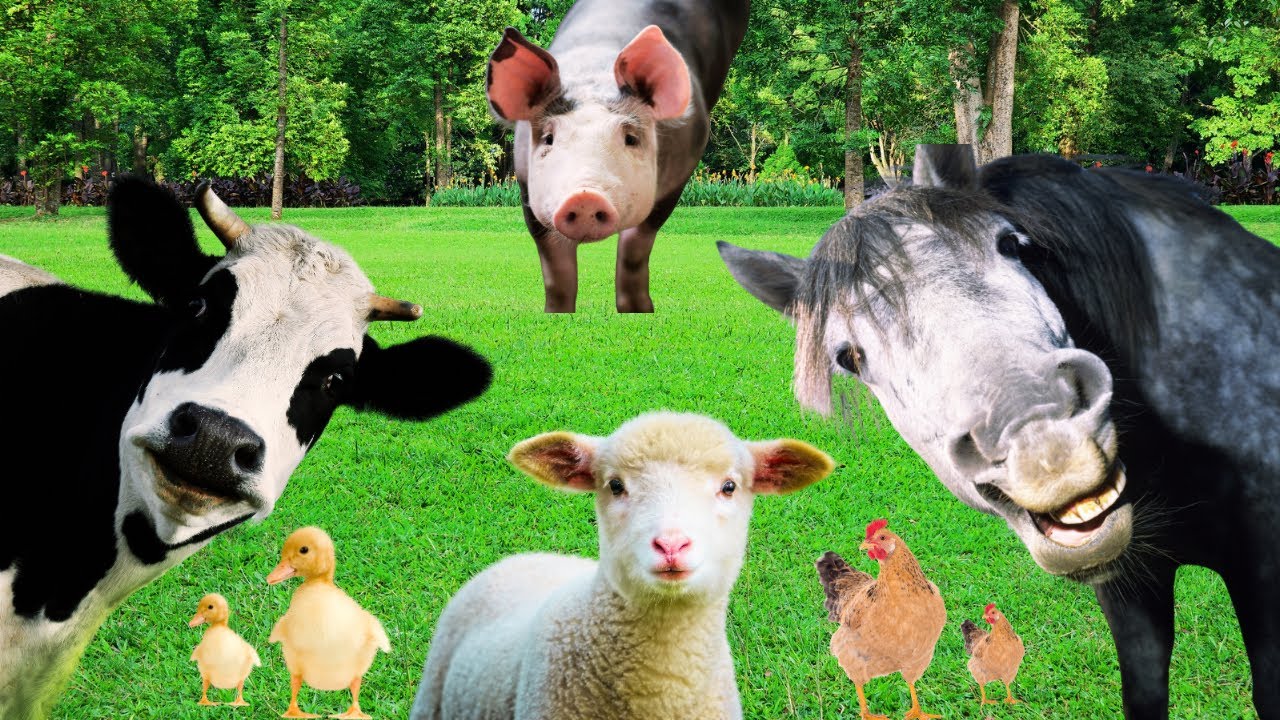 Animal Sounds Song | Learn Farm Animals | Nursery Rhymes & Kids Songs ...