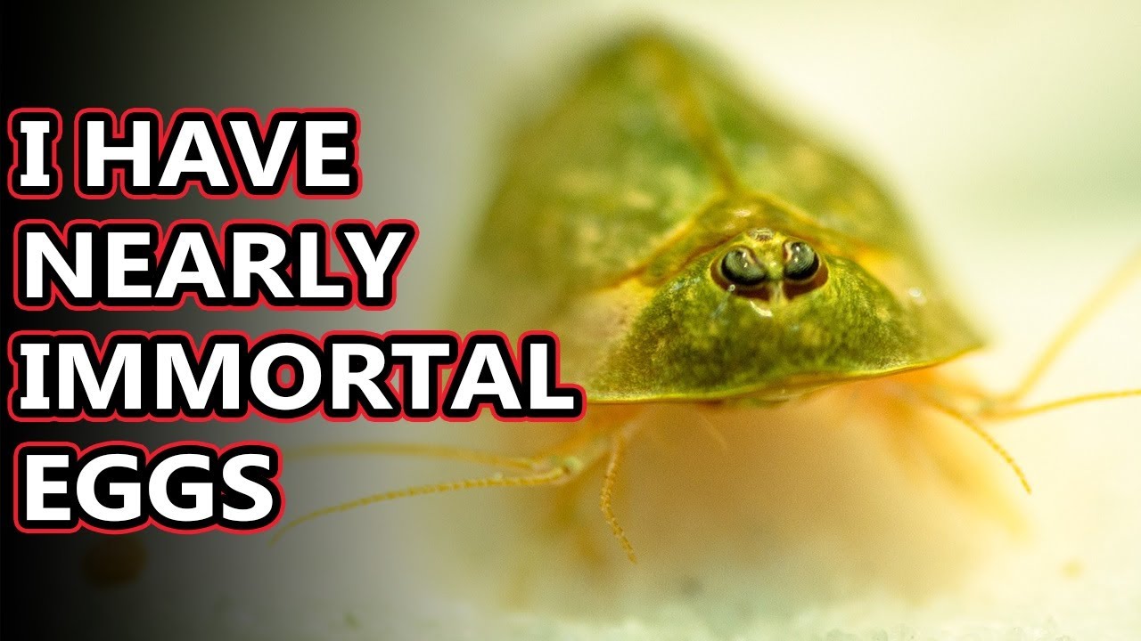 Tadpole Shrimp facts: aka triops facts (and more!) | Animal Fact Files ...