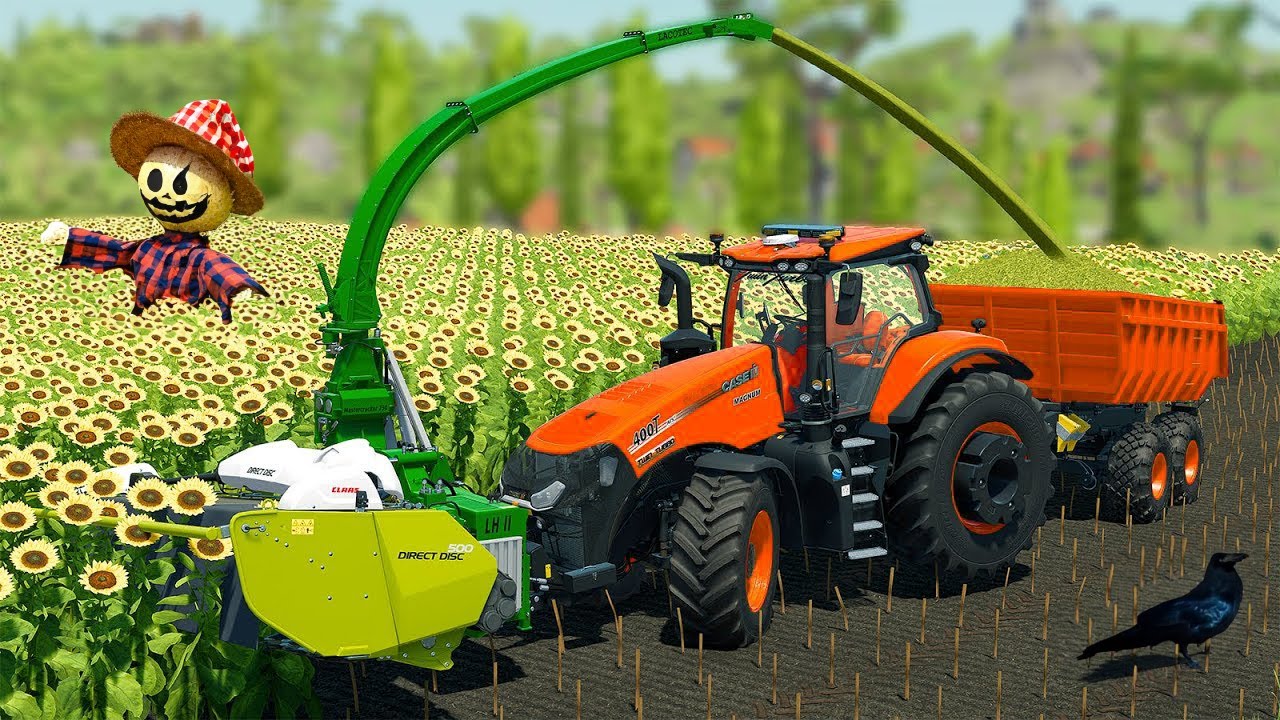 CUT SUNFLOWERS & CORN AND MAKE CHAFF WITH CASE TRACTORS AND SCANIA ...